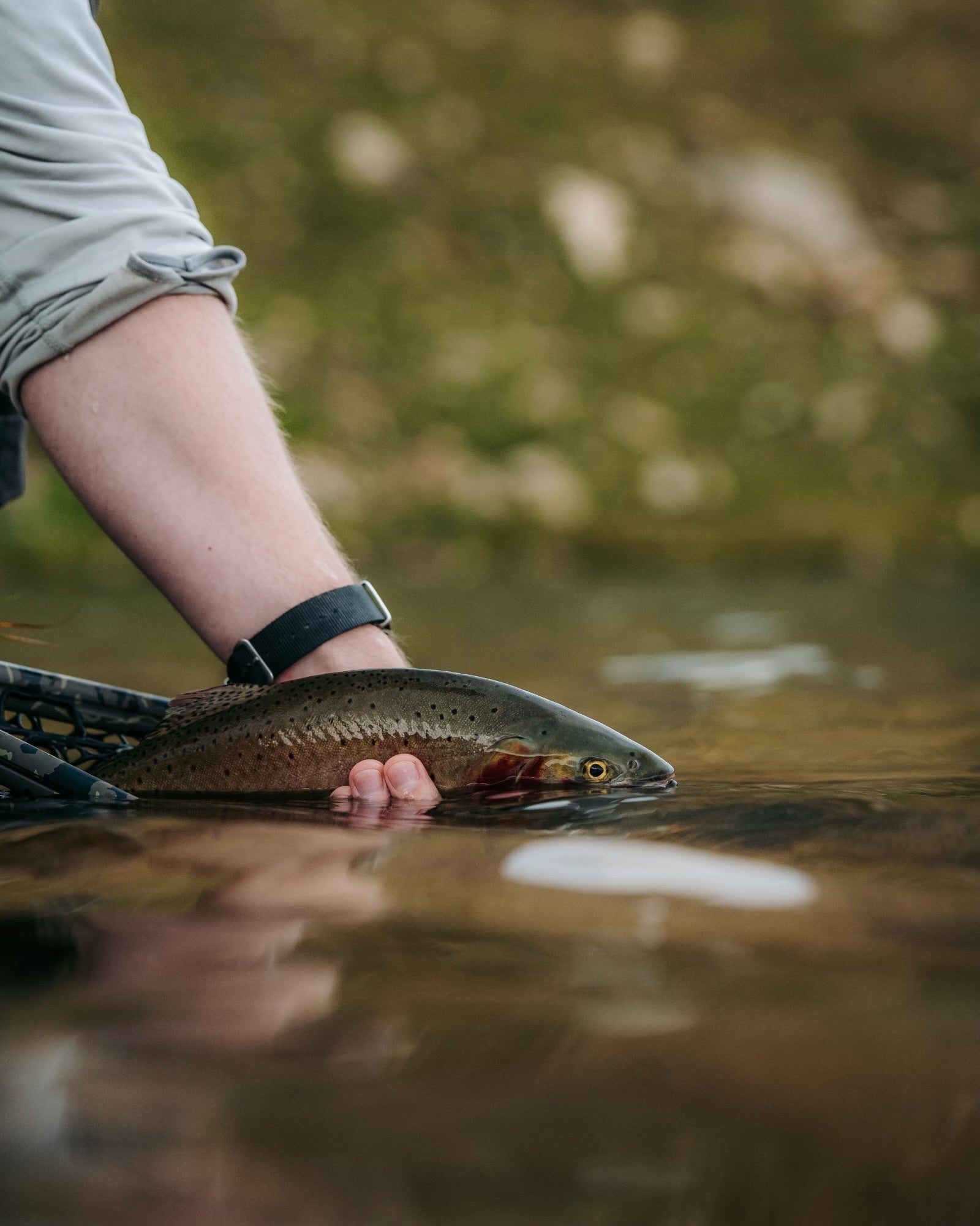 Private Fly Fishing Lessons | Mountain Fly Shop - Fort Collins Fly Fishing